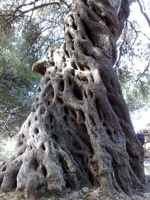 Fotogalerija: masline i suhozidi - Lun - 4 GRADA DRAGODID